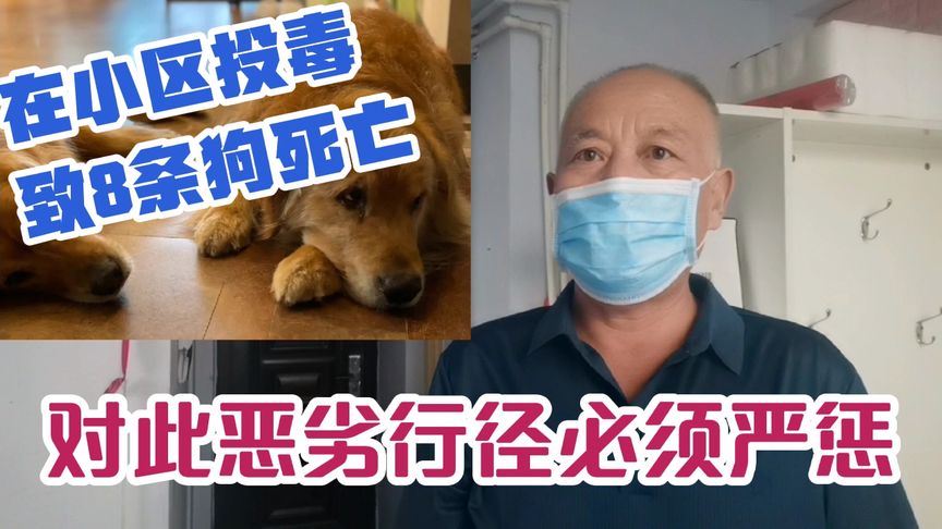 有人在小区内投毒,致8条狗食物中毒死亡,对此恶劣行径必须严惩