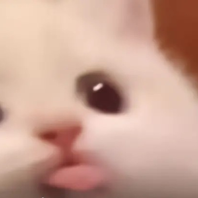 电臀狗子 
