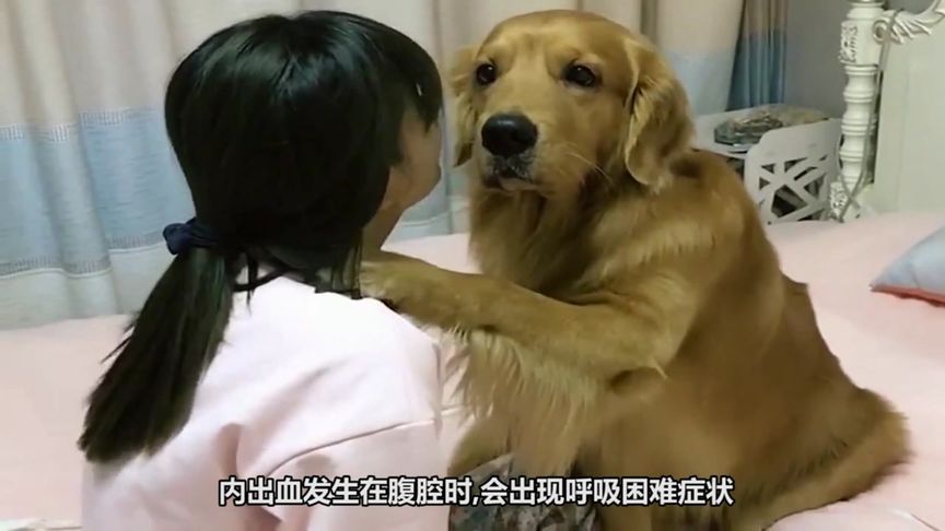 狗狗最容易遭遇的中毒情况有哪些,要怎么处理?赶集来收藏!