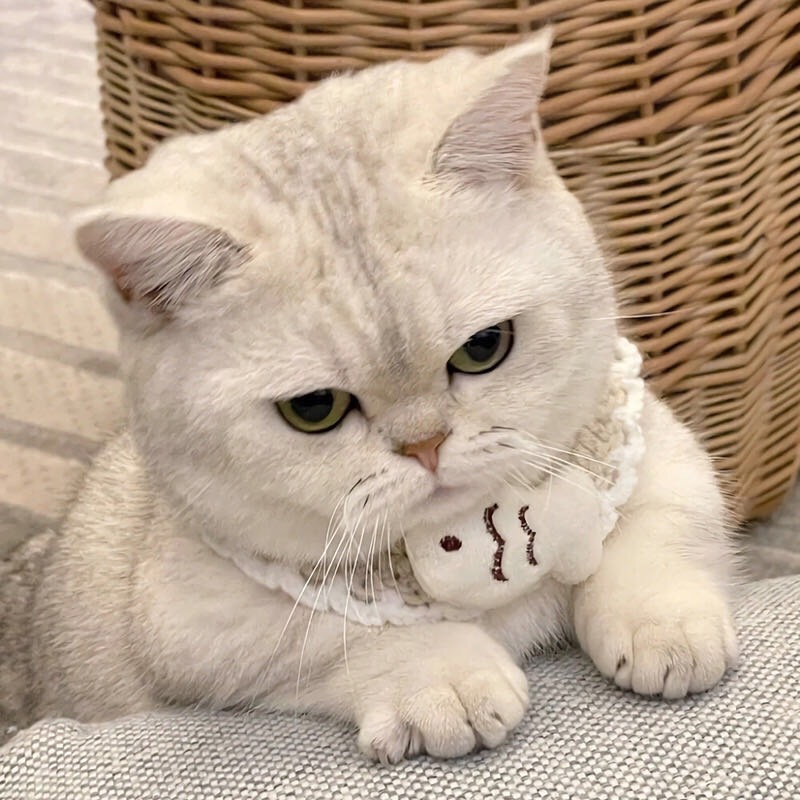 塞尔达的小屋 