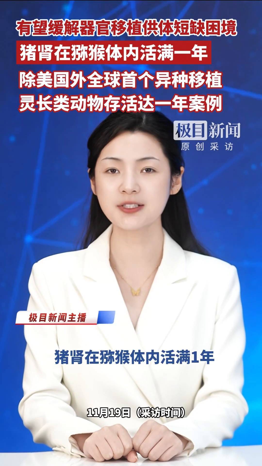 好消息!有望缓解器官移植供体短缺困境,猪肾在猕猴体内活满一年,除...