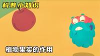 科普小知识:植物果实的作用,你们知道吗?