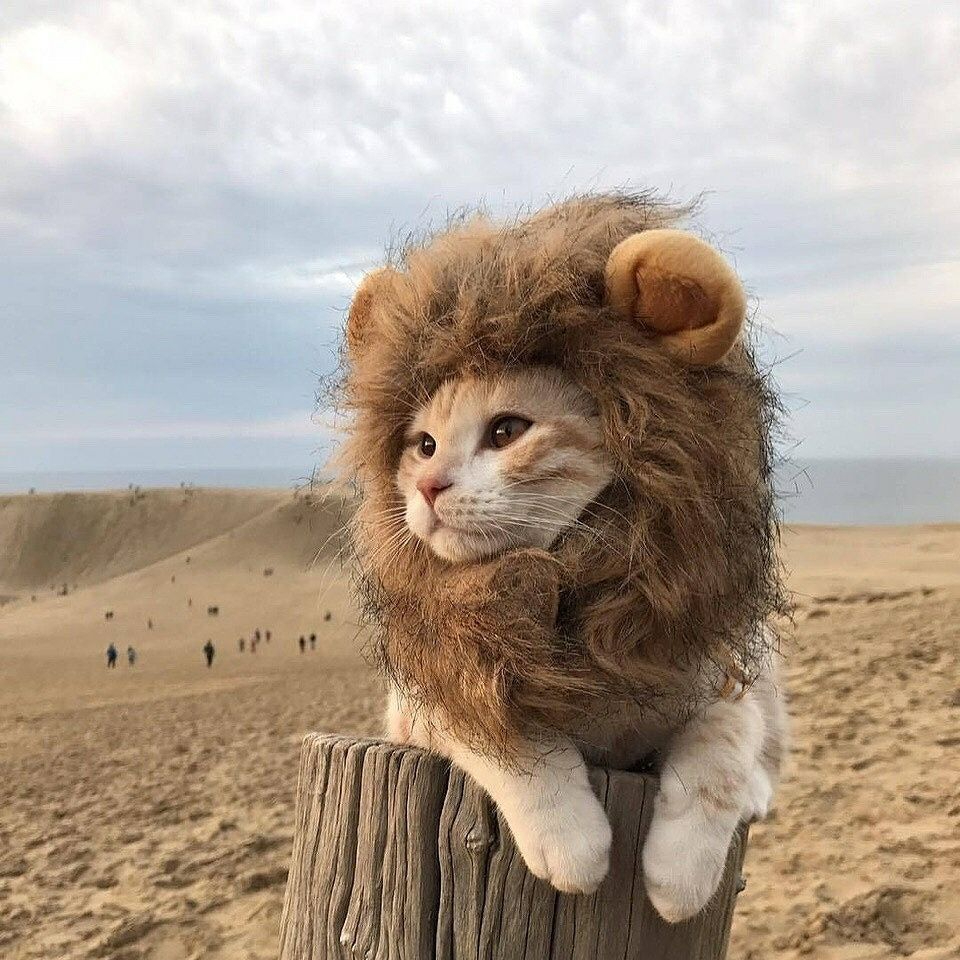 狗最光阴 