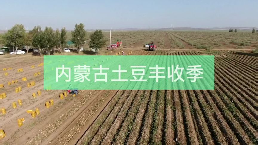 内蒙古,土豆农场丰收大片!你想不想十一去捡土豆?