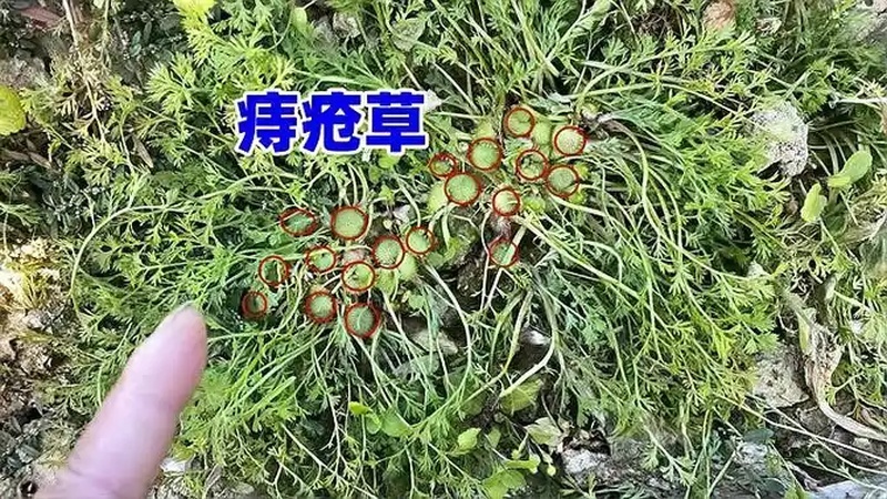 长了痔疮不用愁,农田野生长的植物,老一辈称痔疮草现在认识不晚