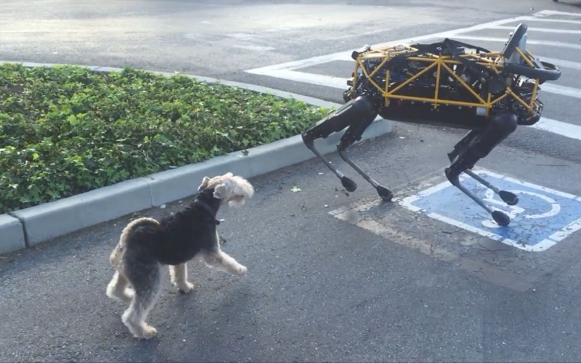 机械狗与真狗在一起会怎样?看真狗的反应,画面亮眼了