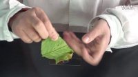 制作叶片的下表皮细胞临时装片
