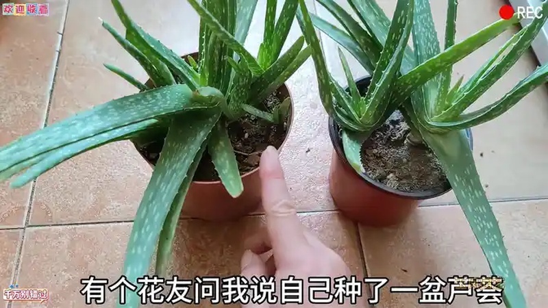 3个小方法让芦荟年年超生,家里芦荟放不下