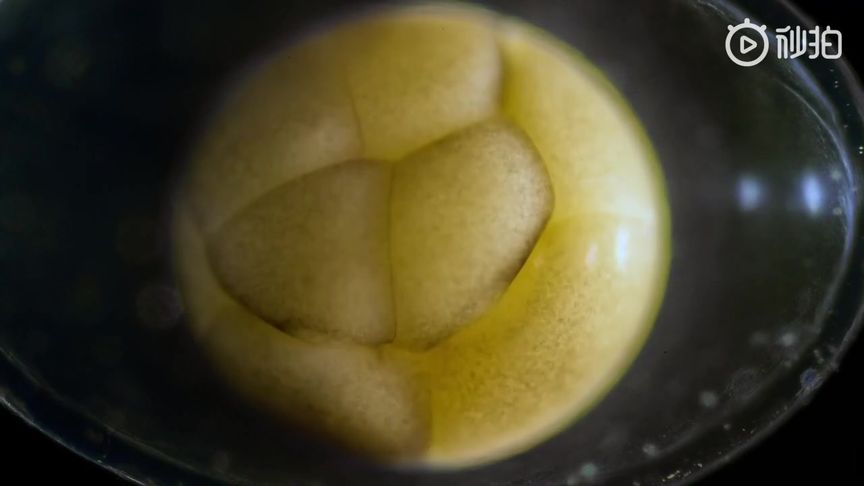 一单细胞如何成长为一个完整生命的全过程