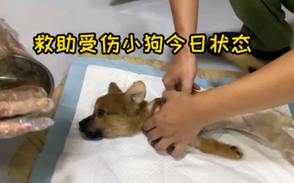 上周救助的受伤小狗今日状态,炎症好多了,腿也开始有一点点力气了,很...
