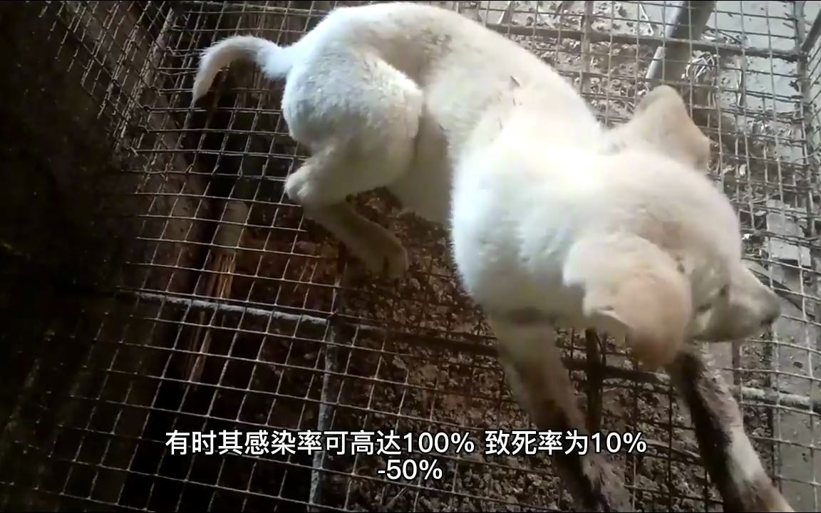 狗狗细小的流行特点与如何诊断