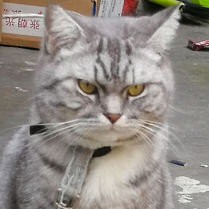 醉倒在你的酒窝里 