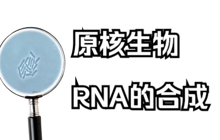 直观感受原核生物RNA的合成