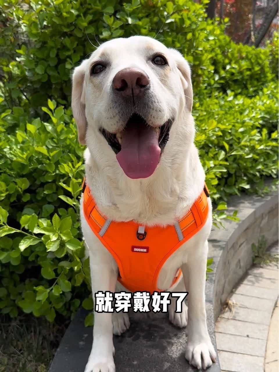 便宜好用的胸背牵引绳,5-90斤的大小型犬都能用!#萌宠好物 #宠物胸背...