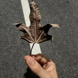 邀功哥 
