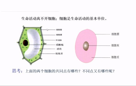 必修一第一章第二节 细胞的多样性与统一性之原核细胞与真核细胞