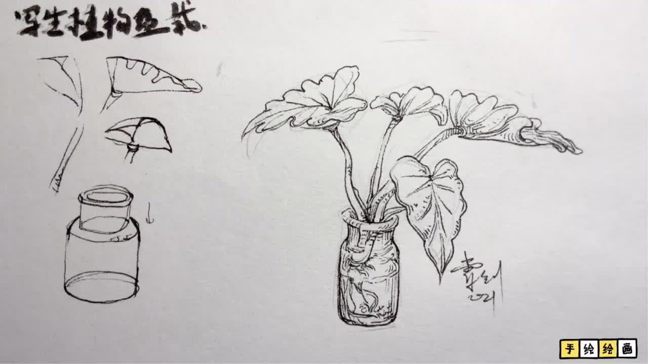 植物盆栽怎么画?钢笔画速写教程,手绘线稿