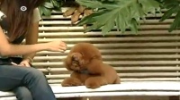 小鹿犬怎么训练他大小便不乱咬东西