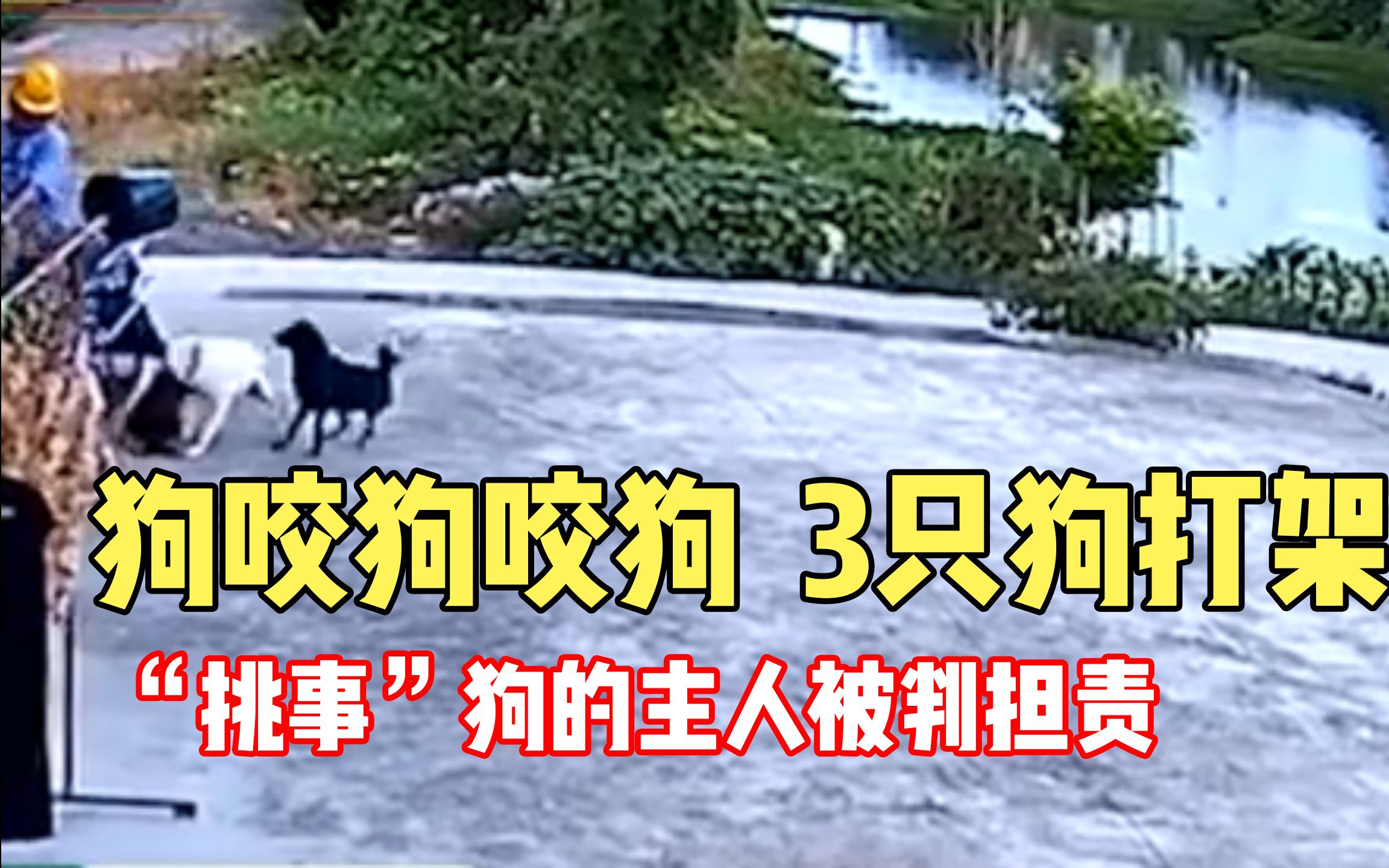 狗咬狗咬狗 3只狗打架 “挑事”狗的主人被判担责
