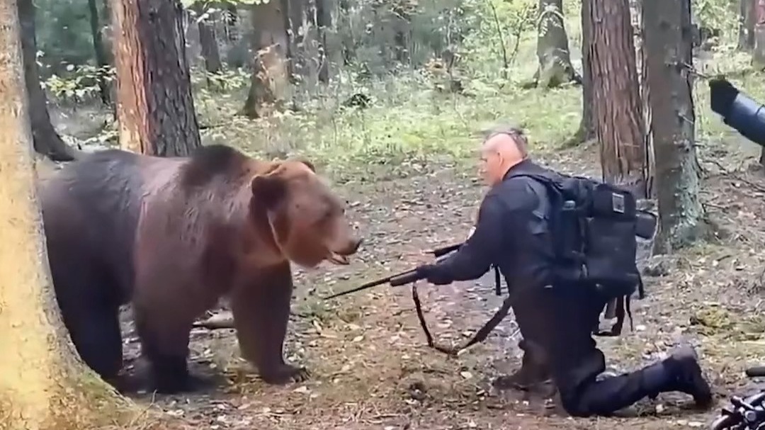 野外的熊为什么会认识枪