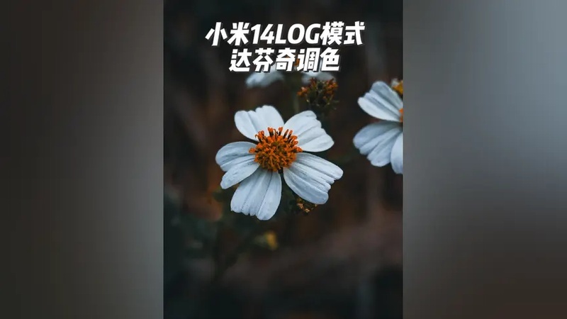 小米14LOG模式拍摄还原颜色之后用Lr套lut非常完美