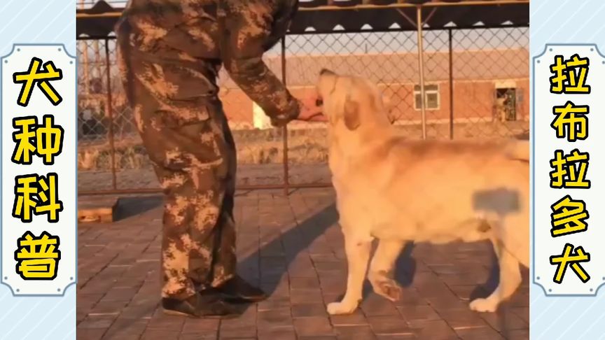 犬种的科普介绍,拉布拉多犬的!性格特征特点