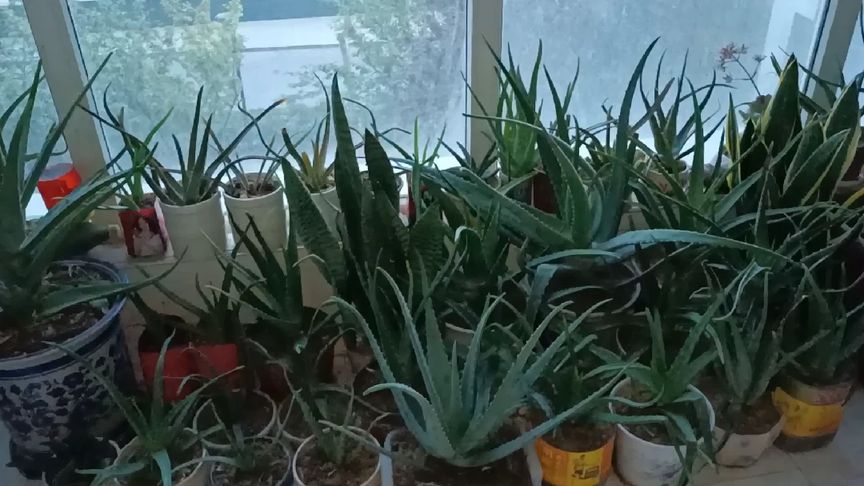 芦荟还有药用作用,效果还很好