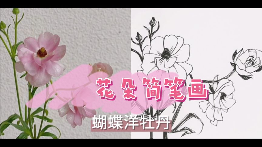 花朵简笔画~蝴蝶洋牡丹~简单易上手的花卉速写一起画起来吧!