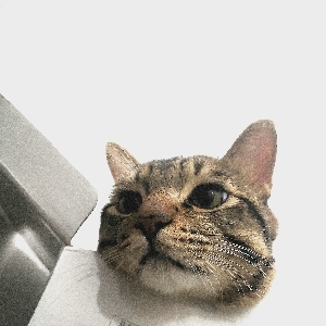 -芒狗 