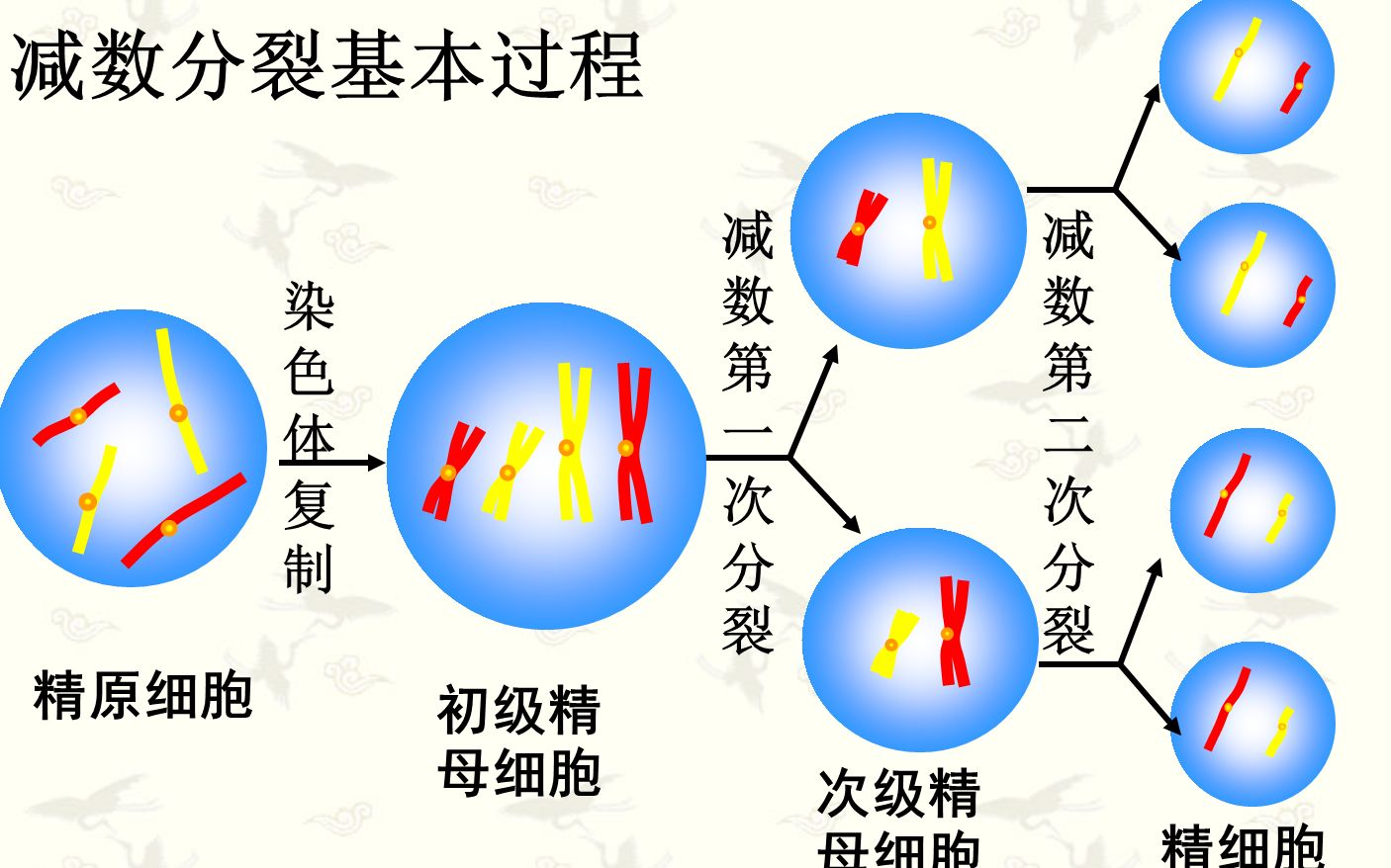 减数分裂也(一)(精子的形成)