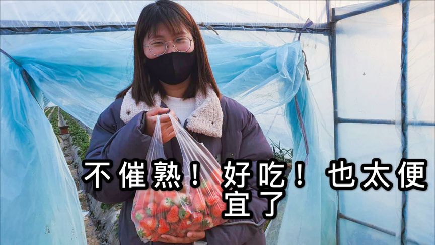 农村草莓滞销,农民愁啊,往年一斤的价格今年能买4斤,太便宜了