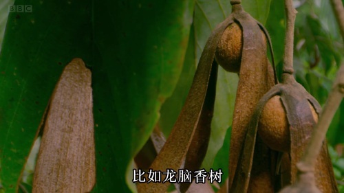 植物界的"超能力"传播大揭秘