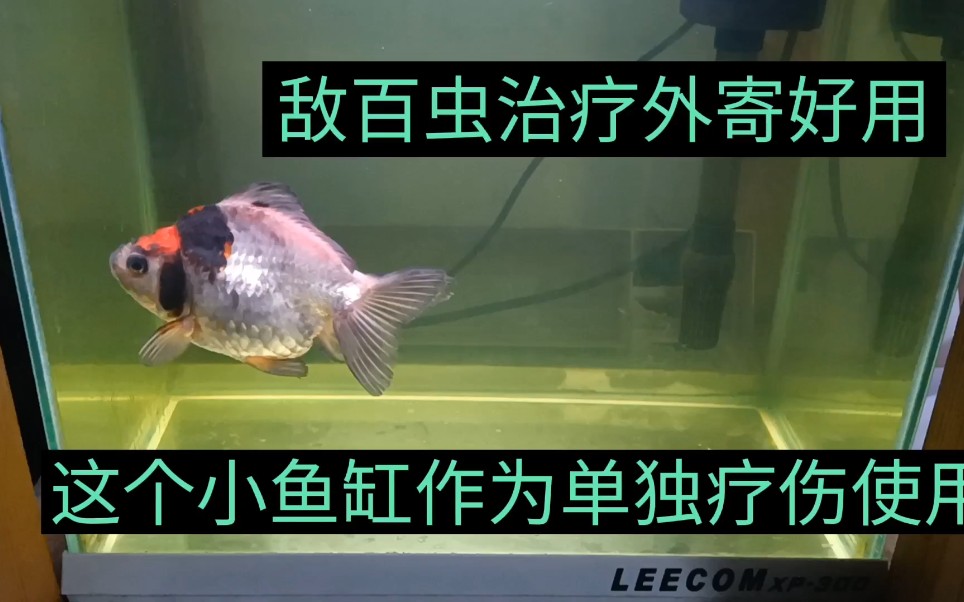 敌百虫治疗黑斑效果也很好,某宝搜索店铺,观赏鱼讲解