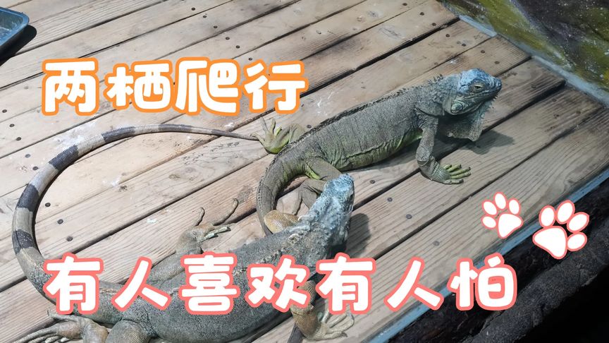 看看两栖爬行动物吧,你最喜欢哪一种呢?爱护动物保护大自然!