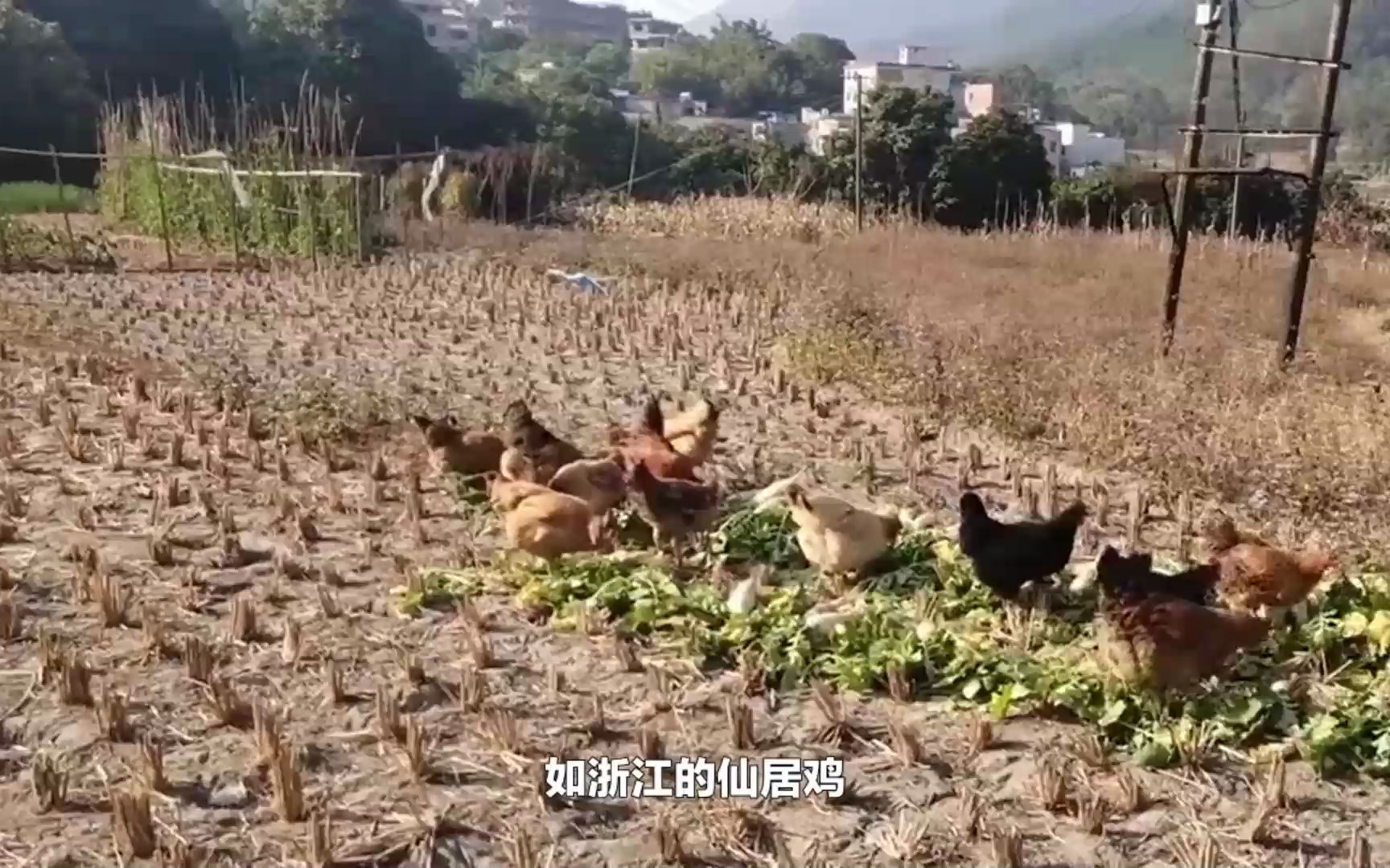 裕农园:林地散养鸡注意事项