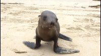 海狮腿受伤爬行不利落, 想爬回海里找海狮妈妈求救