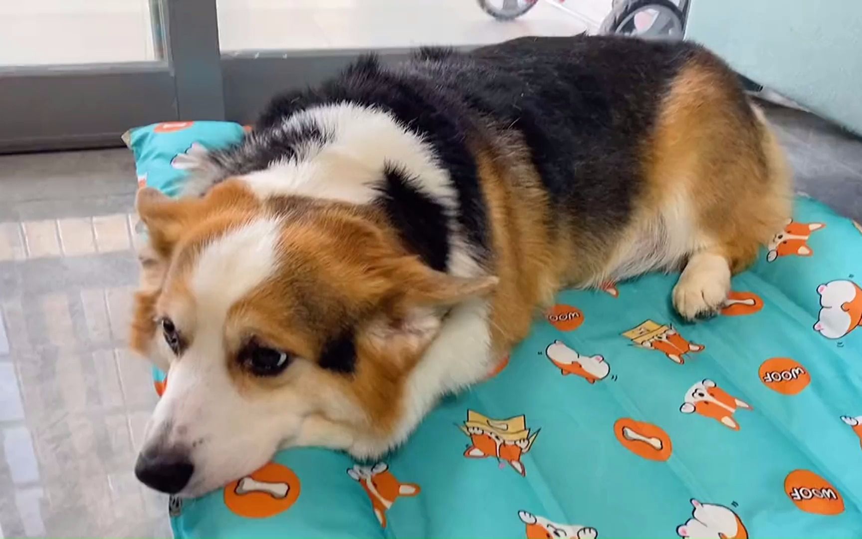 怎么给狗狗洗澡的视频 柯基怎么洗澡训狗教程视频