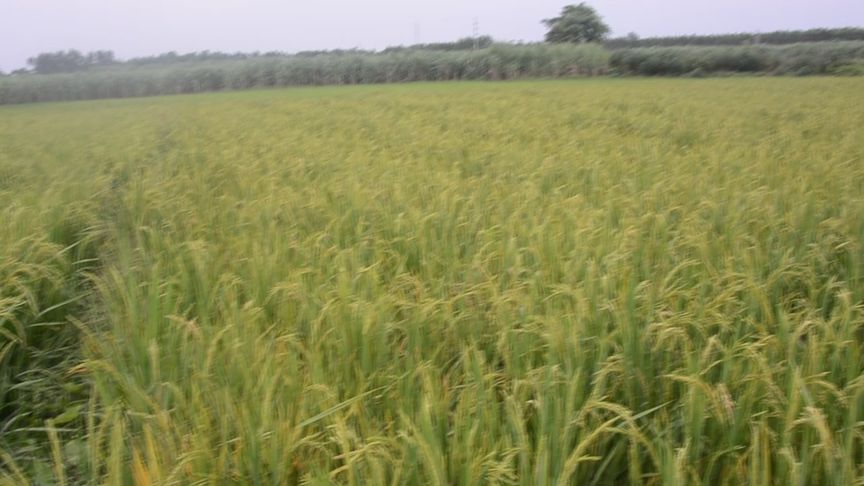 水稻快成熟了,绿油油金灿灿一片煞是好看,今年又是一个丰收年!