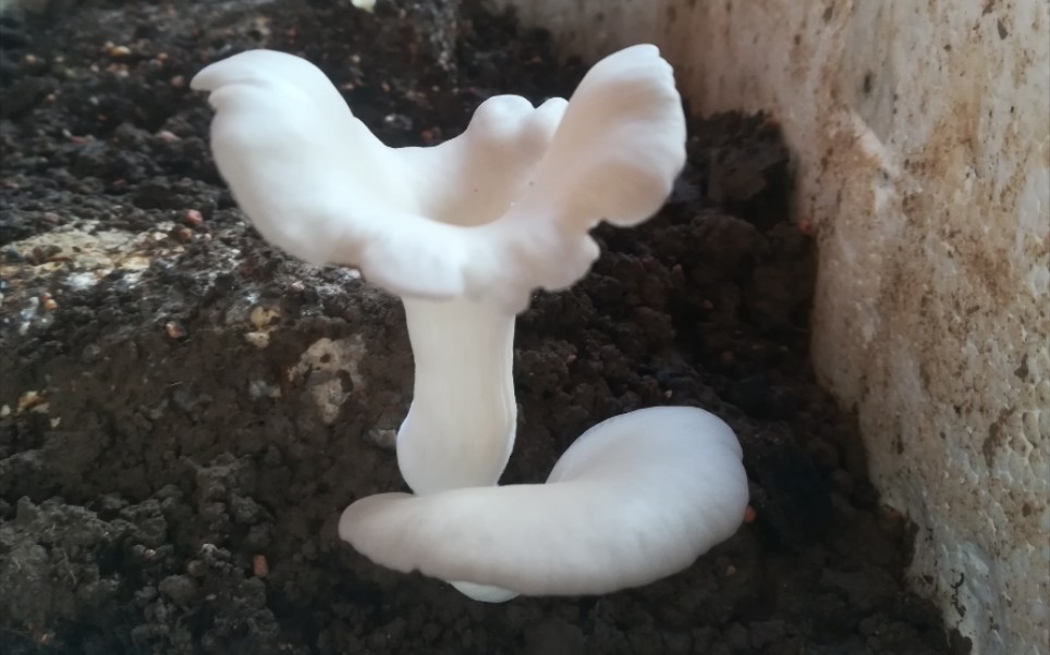 【平菇】一个不算土培的平菇生长过程