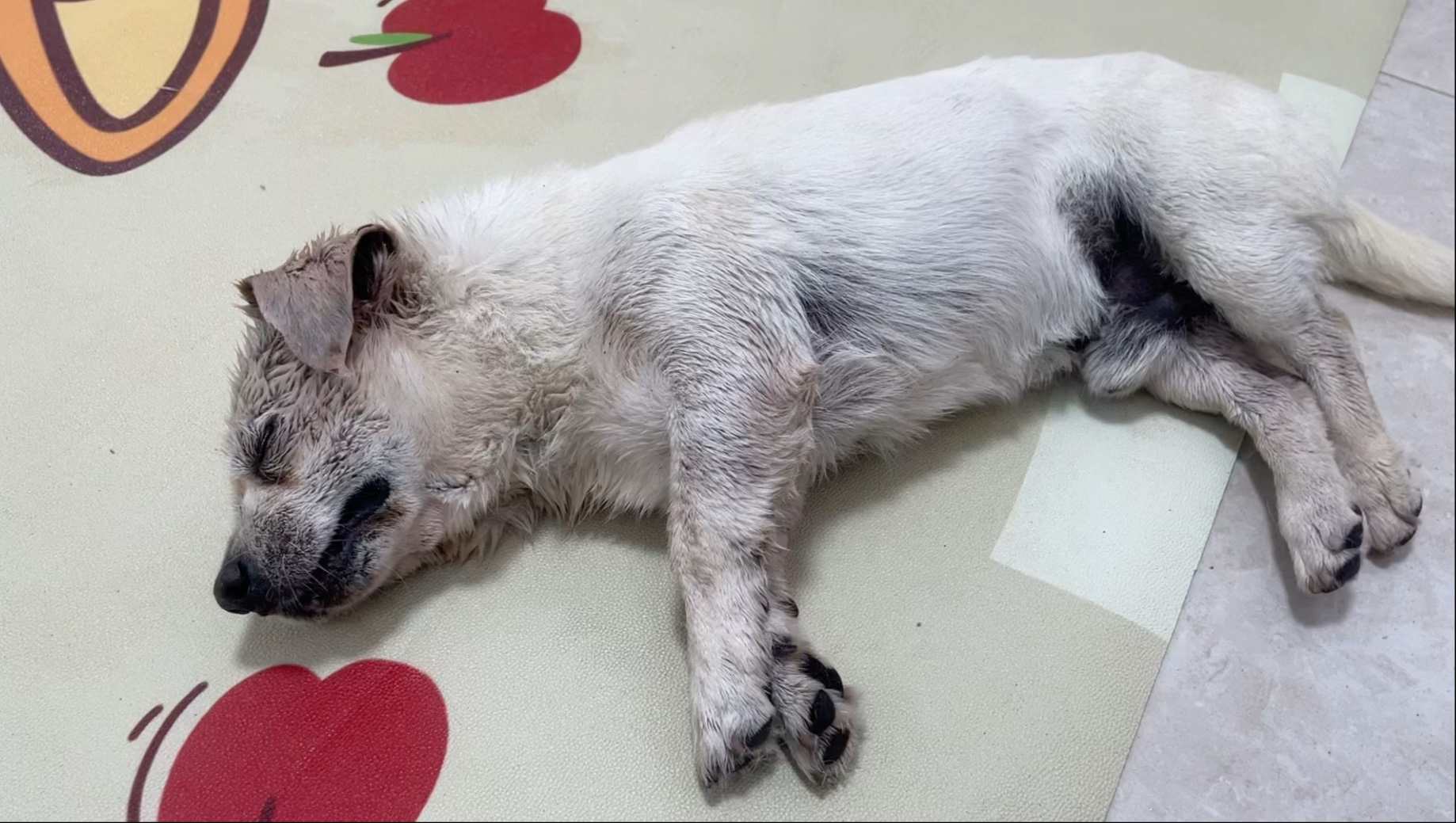 几百只狗狗饿的打架抢食物吃,有一些差点被其它狗狗活活咬死。