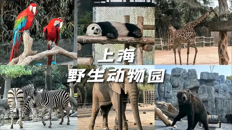 这个春天一定要带着宝贝去一次上海野生动物园,感受大自然的神奇