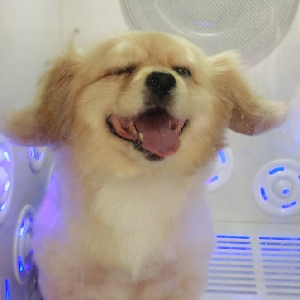 我的男友真的狗 
