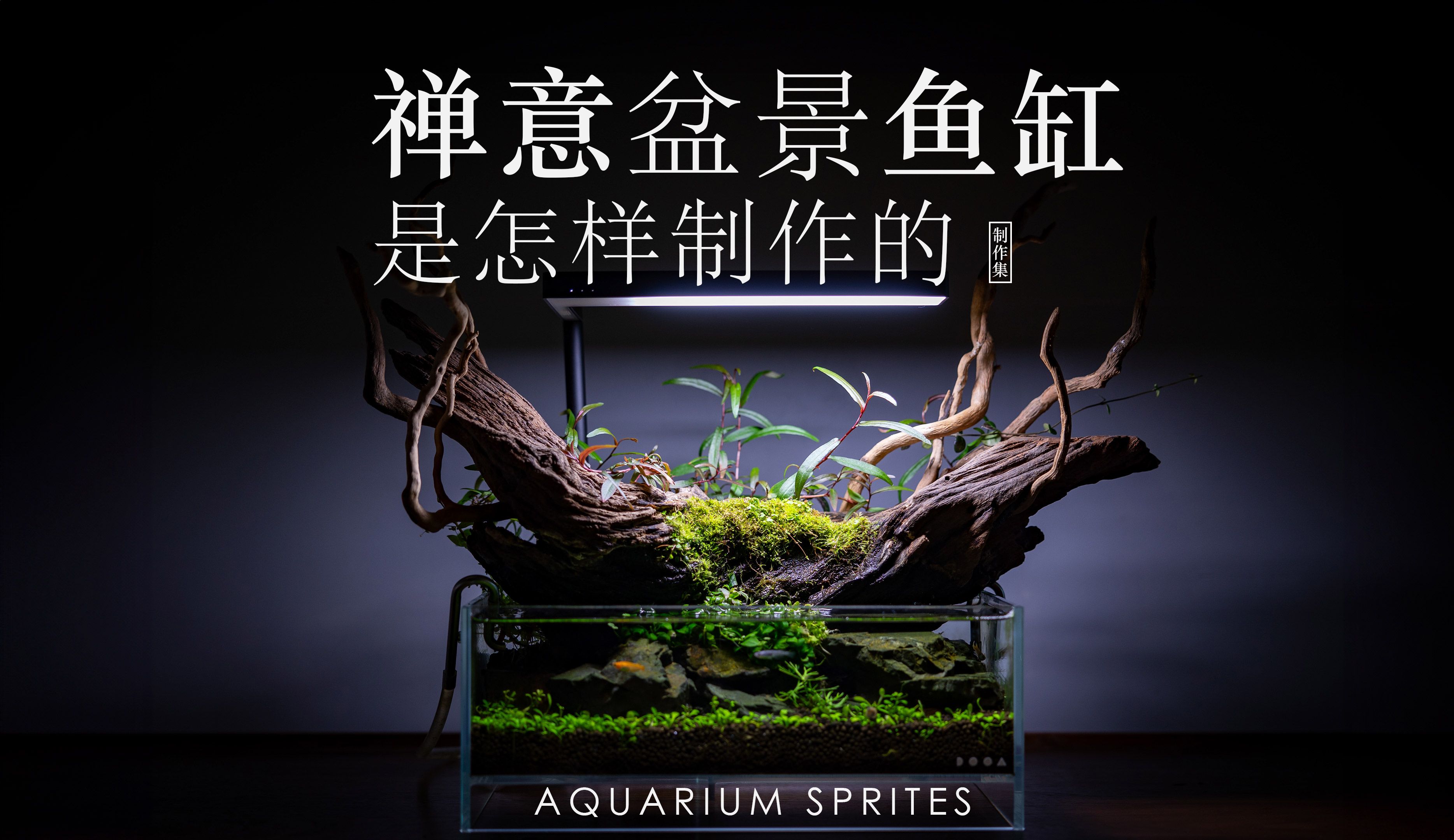 我用禅意盆景理念做了一个桌面小鱼缸摸鱼