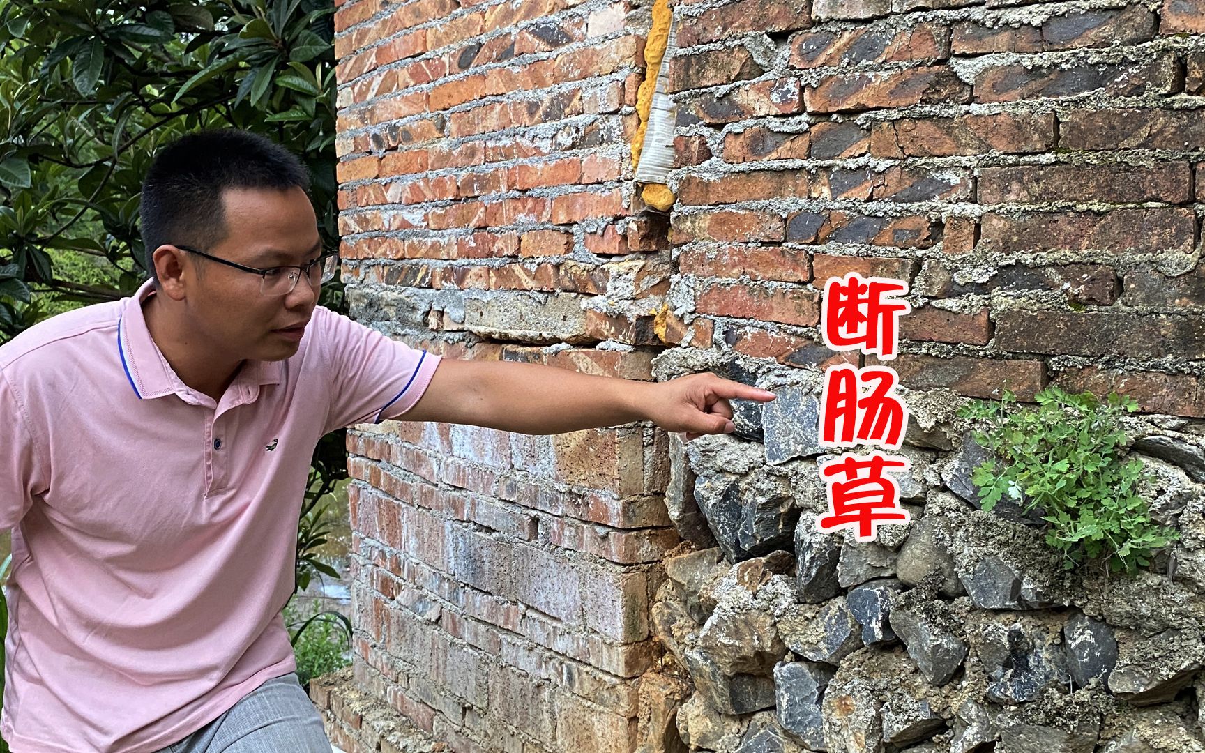 墙壁上长了一颗“断肠草”,很多人不认识,拍给大家看一下
