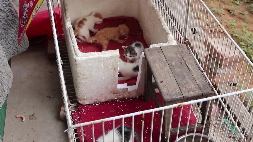 农民怕出生半月的猫咪被狗咬伤,废物利用手工制作结实耐用的猫笼