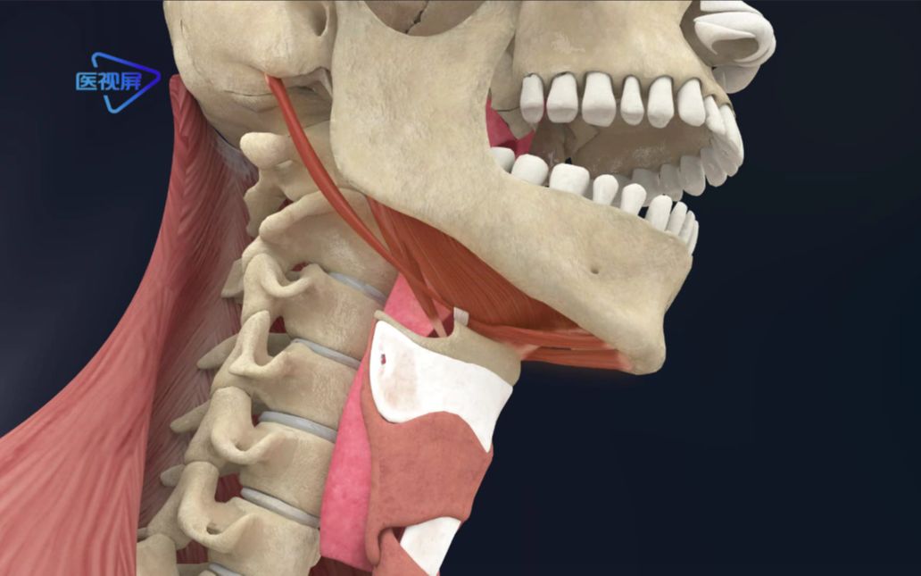 【运动解剖】:使你张口的肌肉都有哪些?“二腹肌”“舌骨上肌群”