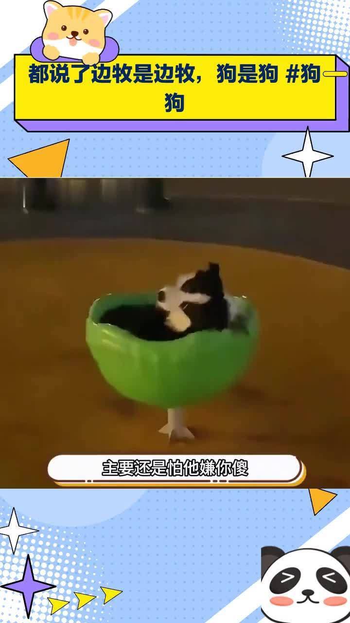 都说了边牧是边牧,狗是狗 #狗狗