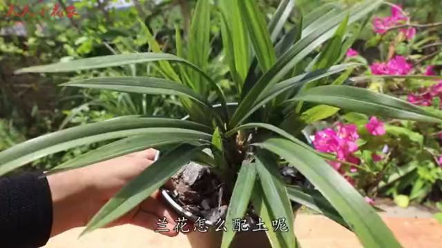 兰花怎么配置土壤?试试我的方法,养了十年不出问题