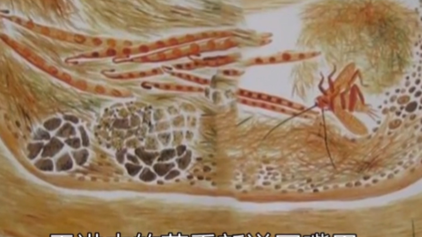 三年级语文上册第10课《在牛肚子里旅行》你们知道牛有4个胃吗?