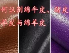 如何去识别常见真皮中的绵羊皮、山羊皮、牛皮与猪皮
